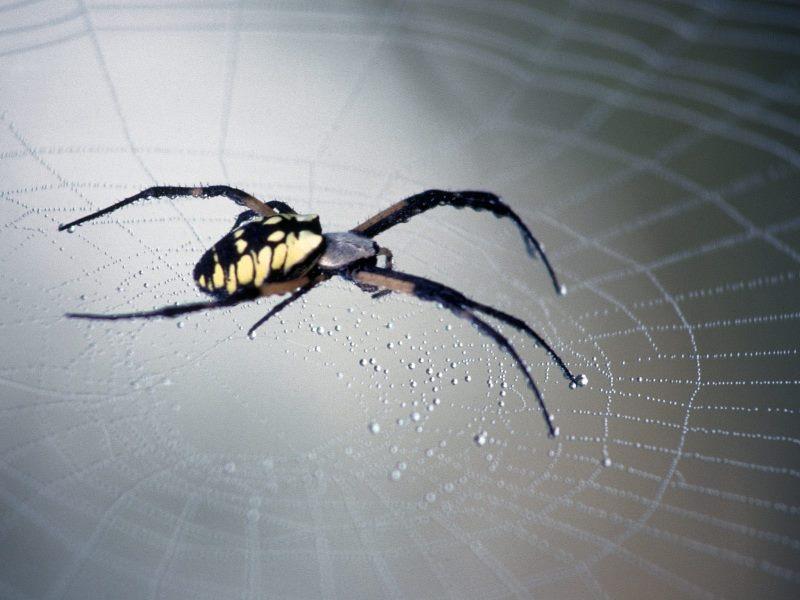 🔥 [50+] Scary Spider Wallpapers | WallpaperSafari