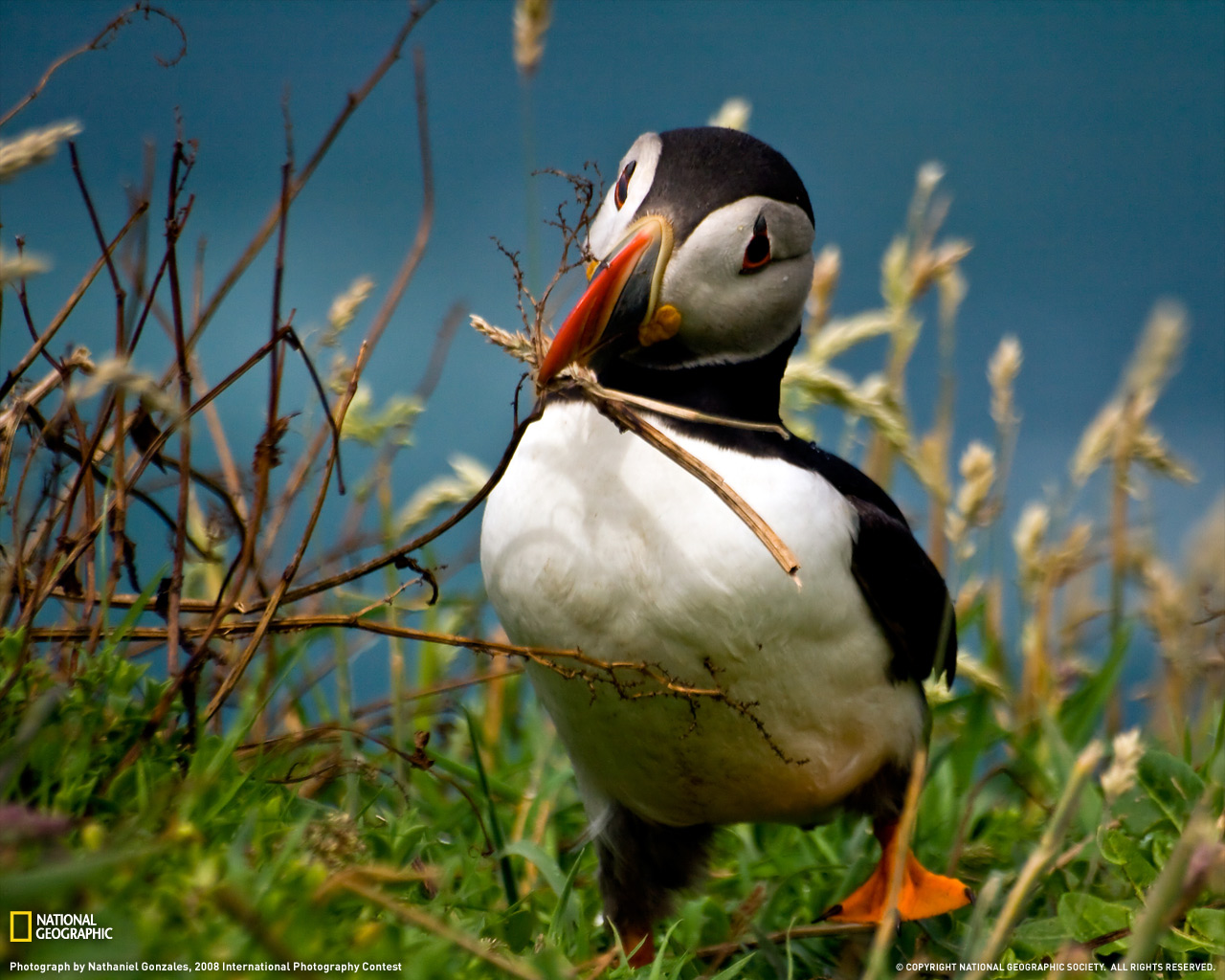 🔥 Free Download Puffin Background Wallpaper by @hjones93 | WallpaperSafari