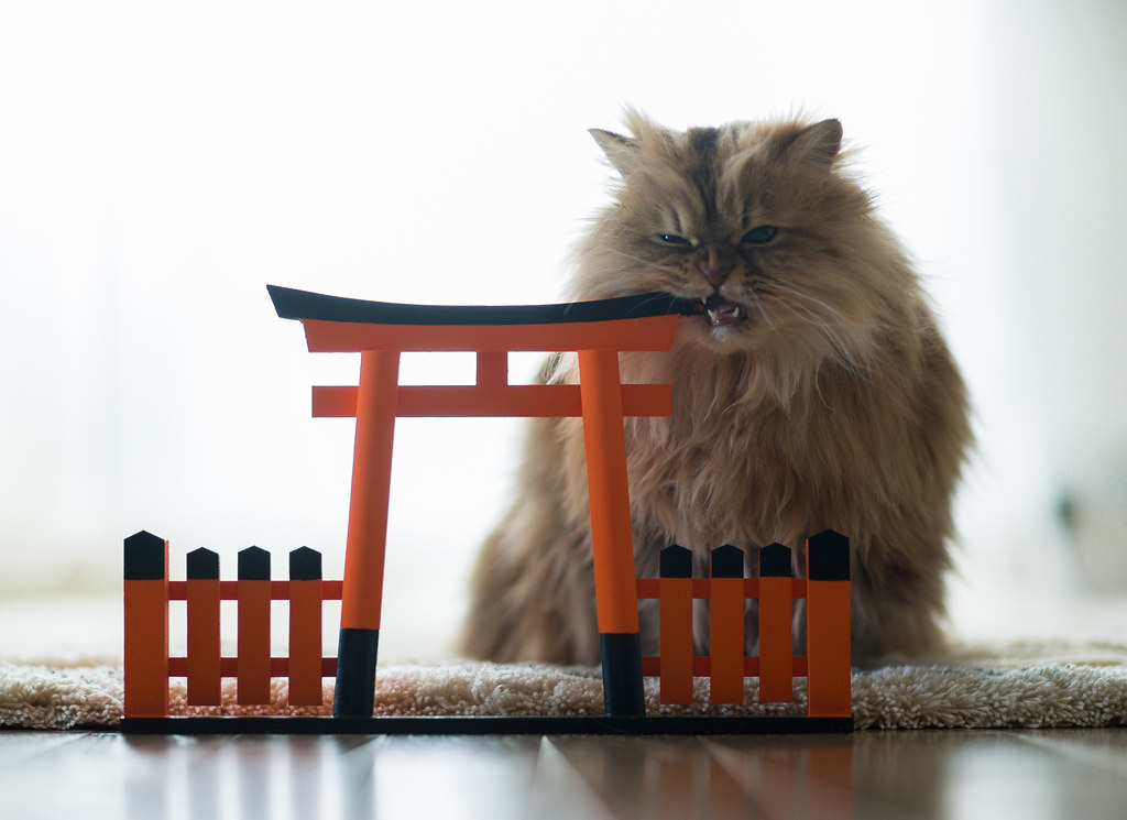 🔥 [40+] Catzilla Backgrounds | WallpaperSafari