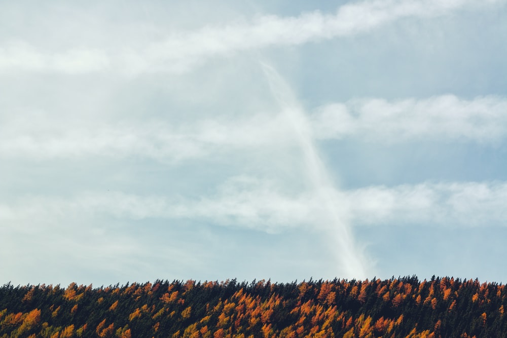 🔥 Free Download Best Treeline Background Twisted by @cindygray ...