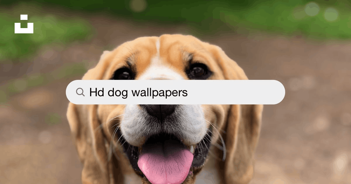 Free download Dog Backgrounds free download [2560x1600] for your ...