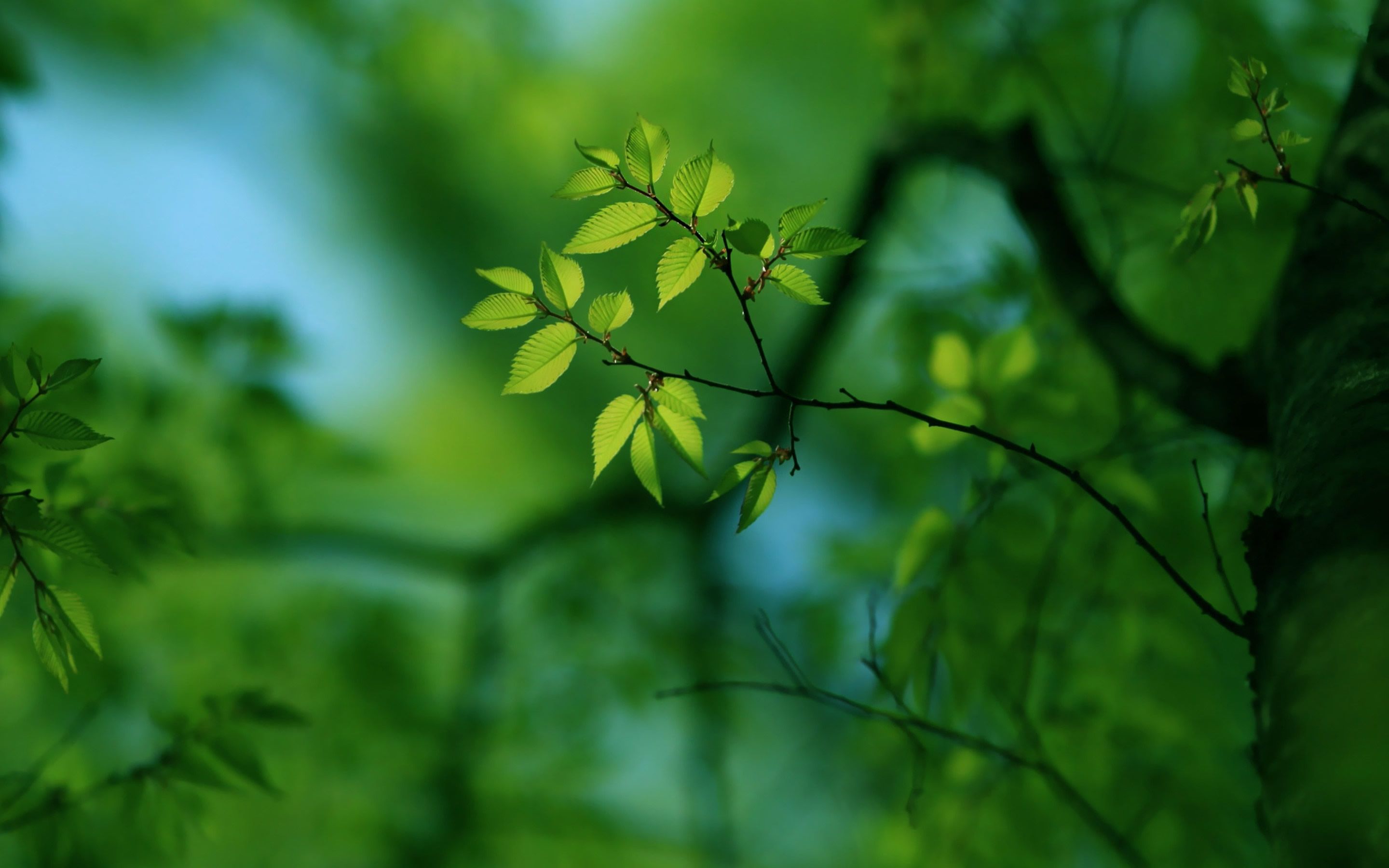 🔥 [50+] Green Tree Wallpapers | WallpaperSafari