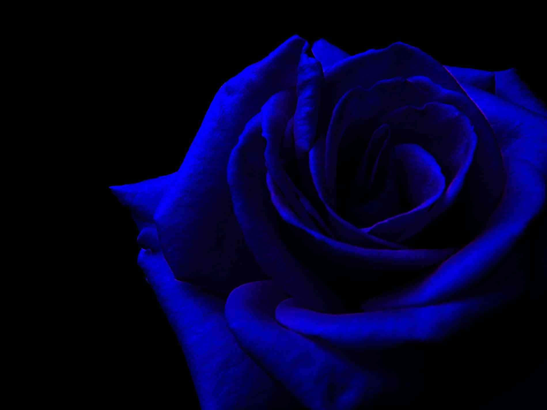 🔥 [80+] Dark Blue Rose Abstract Wallpapers | WallpaperSafari