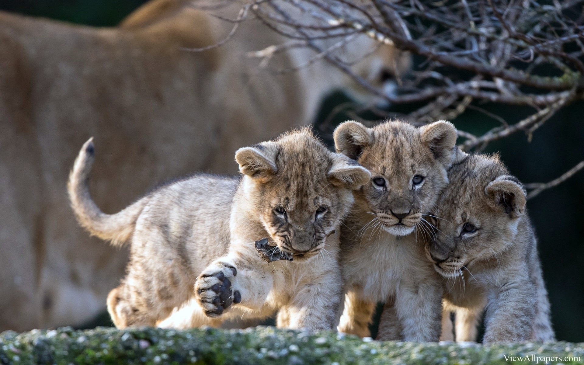 Wild Animal Planet Wallpaper