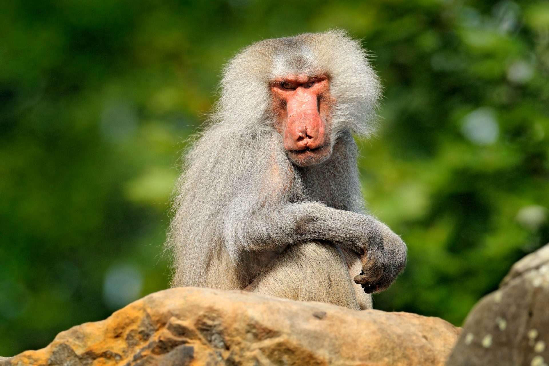 🔥 Free Download Baboon Full Hd Wallpaper And by @tiffanys61 ...