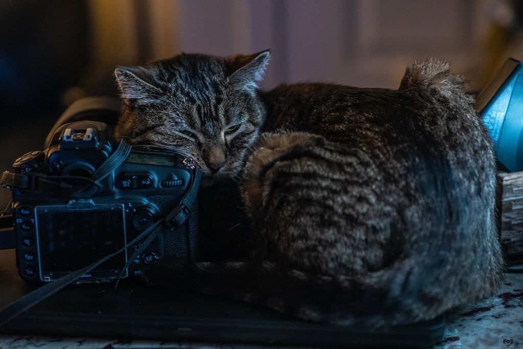 🔥 Free Download Photogenic Tabby Cat Wallpaper By Christy Turner ...