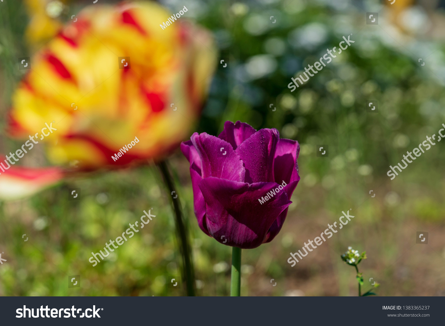 Field Of Purple Tulips