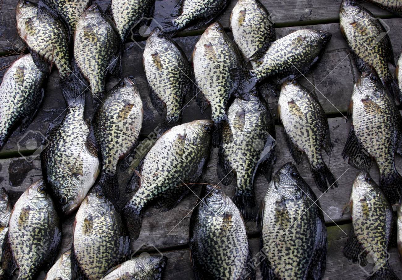 [33+] Crappie Background | WallpaperSafari.com