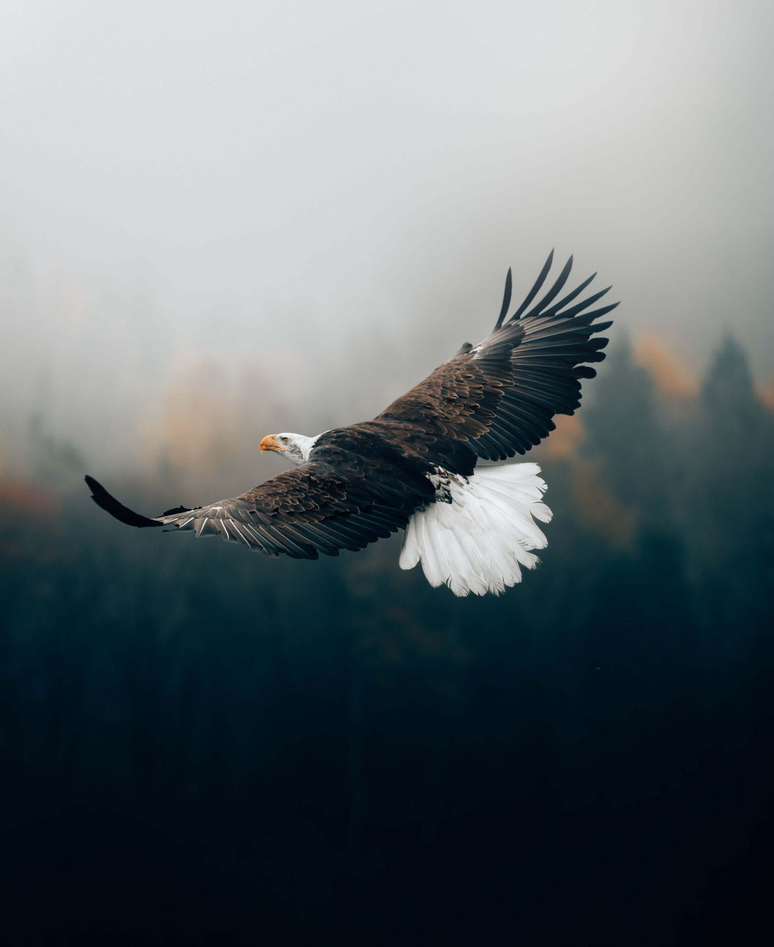 🔥 [20+] Flying Eagle Wallpapers | WallpaperSafari