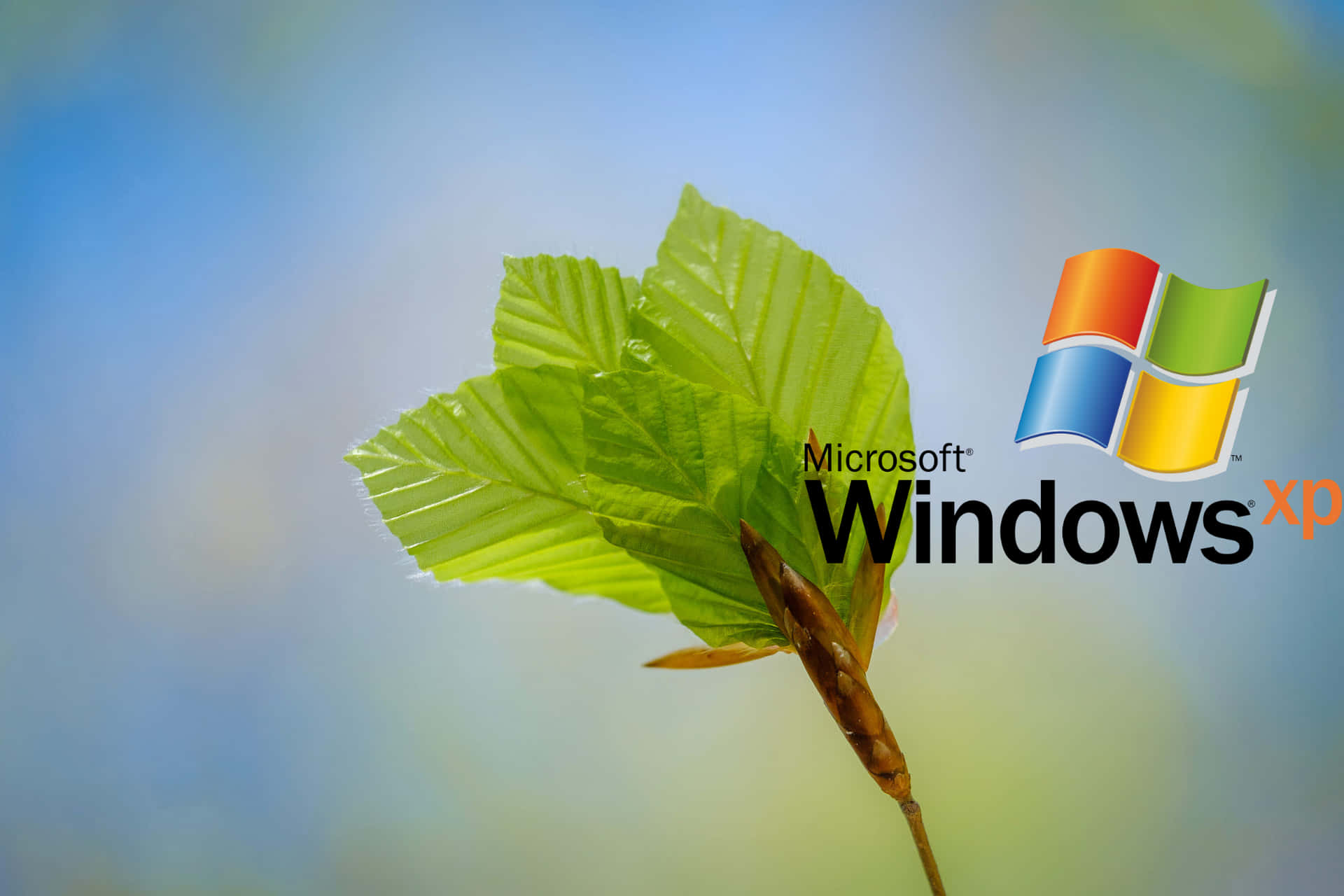 🔥 [50+] Windows Xp Logo Wallpapers | WallpaperSafari