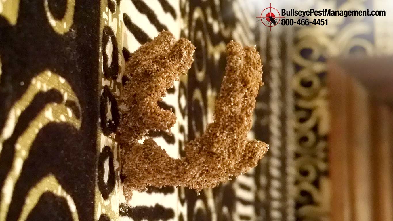 🔥 [40+] Pestermite Wallpapers | WallpaperSafari