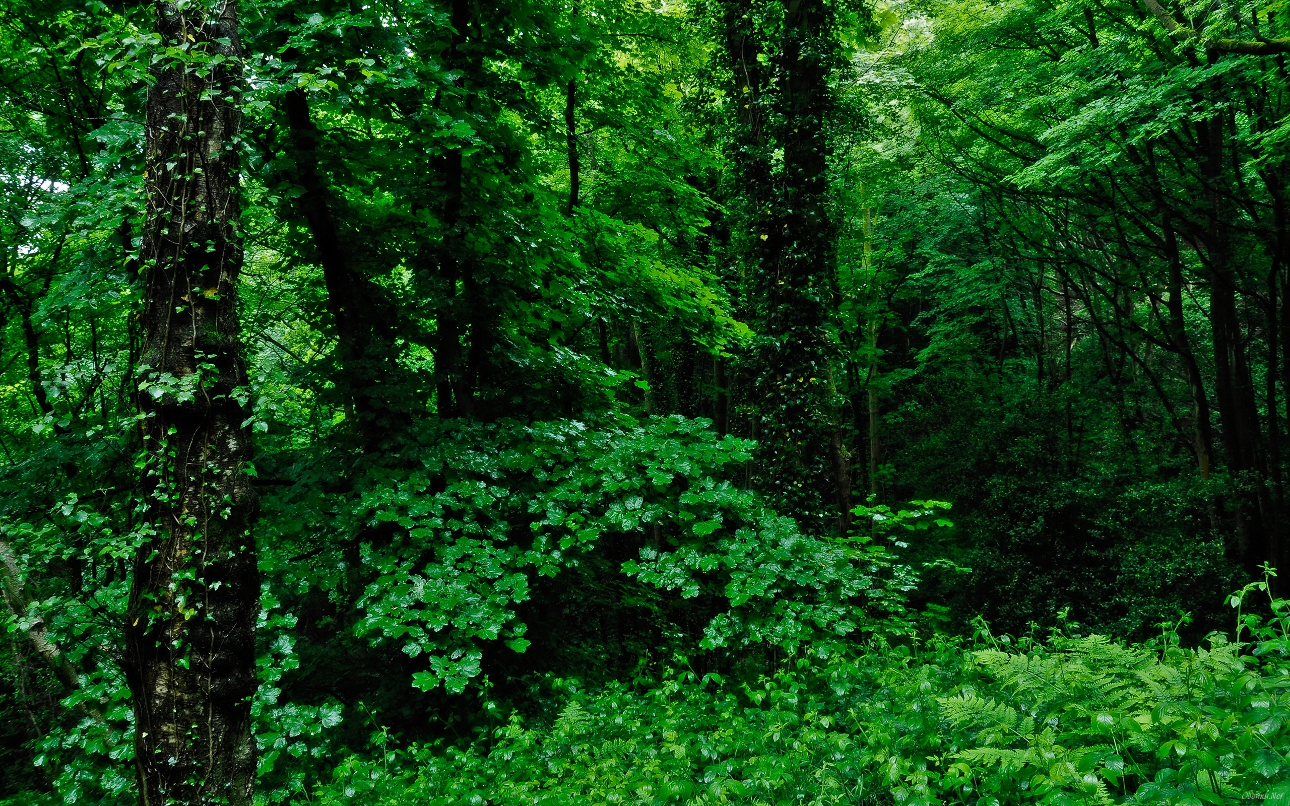  Download Thick Dense Forest HD Desktop Wallpaper By nathandavis