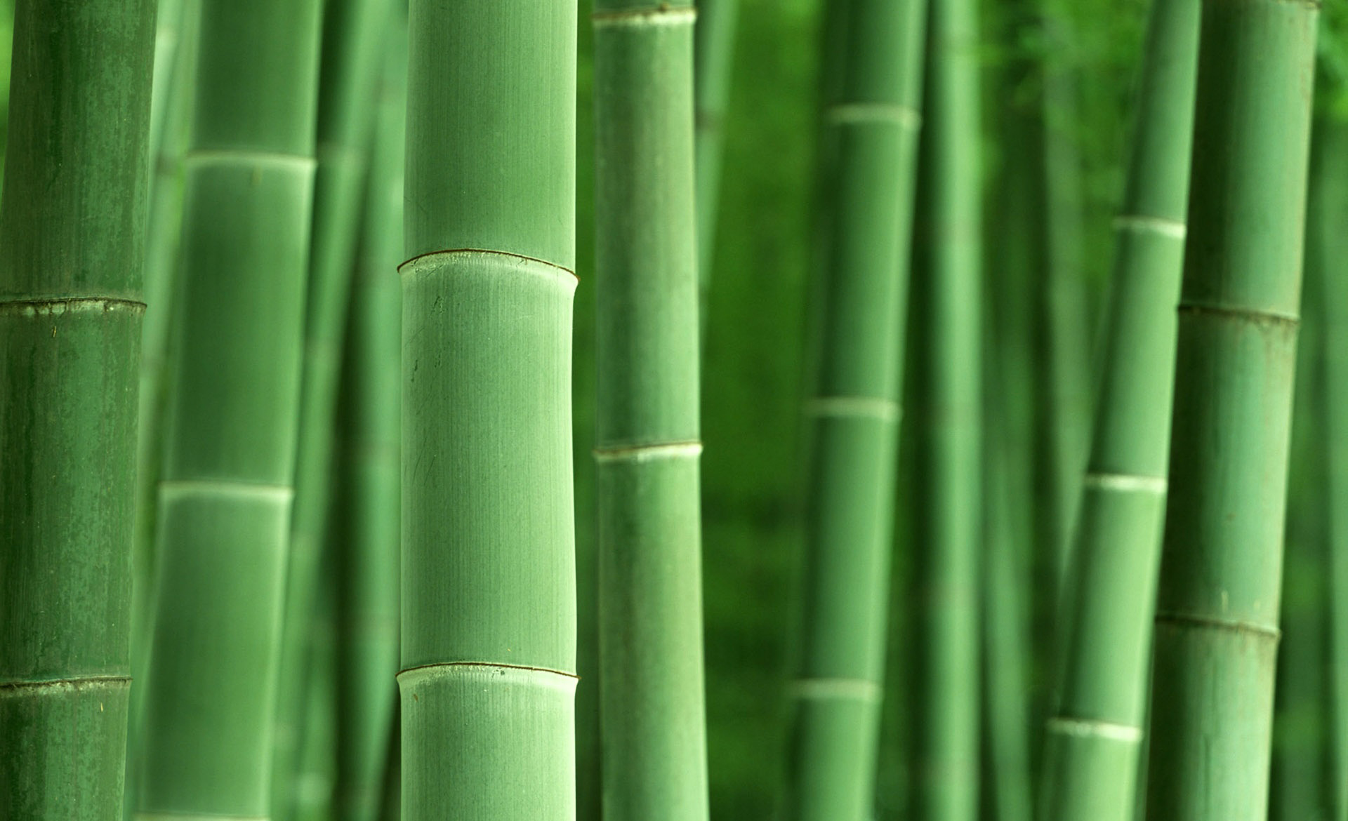 🔥 [60+] Bamboo Wallpapers | WallpaperSafari