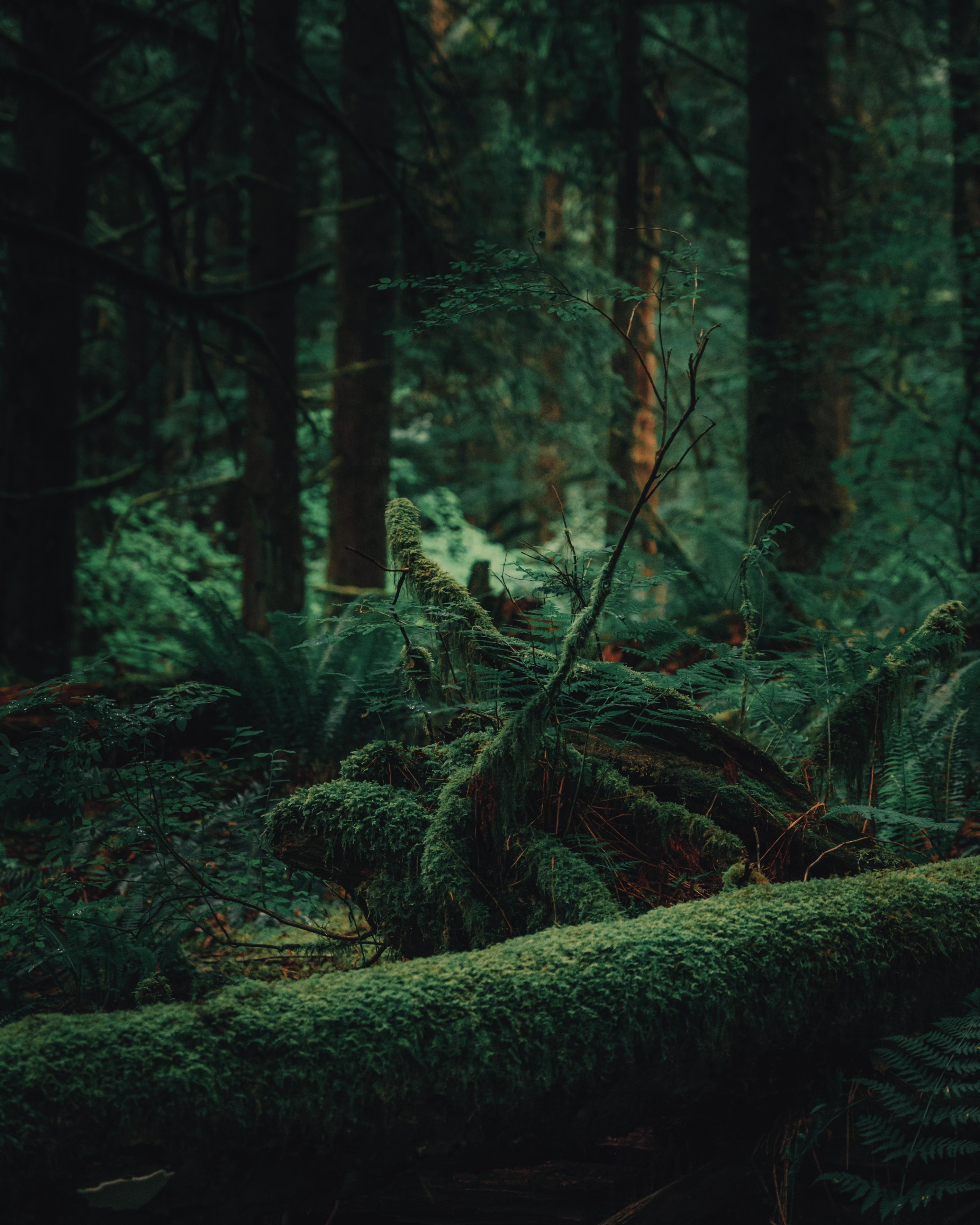 🔥 [50+] Dark Green Forest Wallpapers | WallpaperSafari
