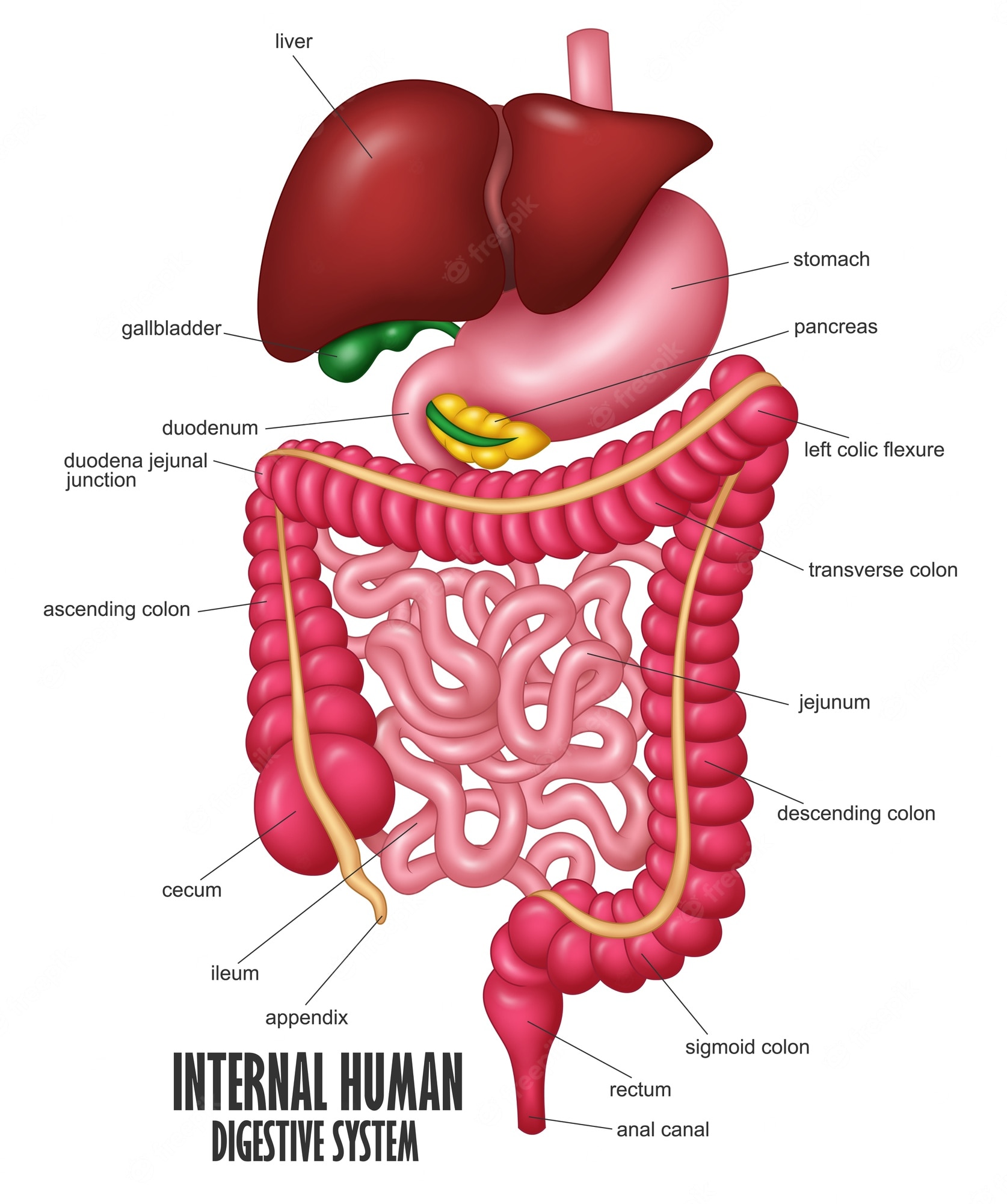 🔥 [10+] Human Digestive System Wallpapers | WallpaperSafari