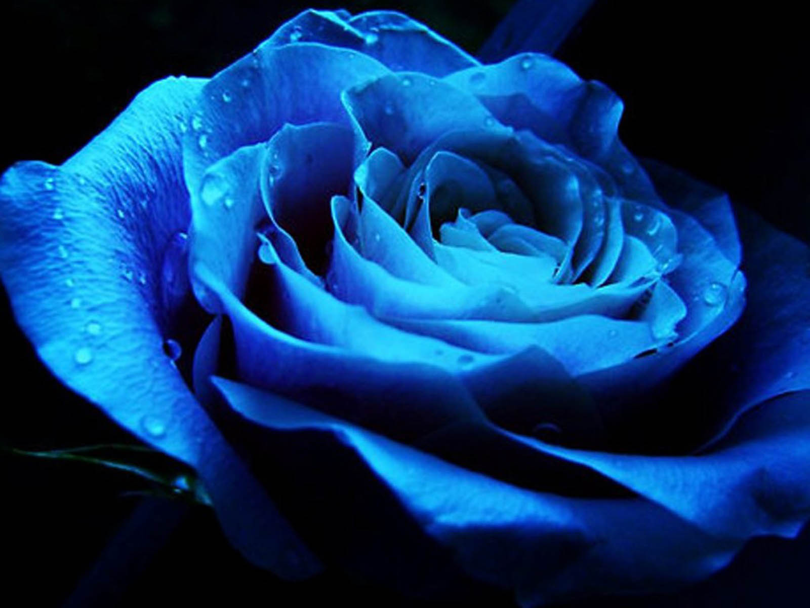 🔥 Free Download Dark Blue Rose Abstract Wallpaper by @brianharris ...