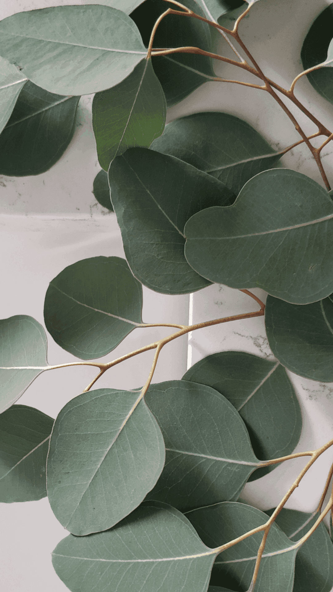 🔥 Free Download Sage Green Aesthetic Background Wallpaper by @amberhampton | WallpaperSafari