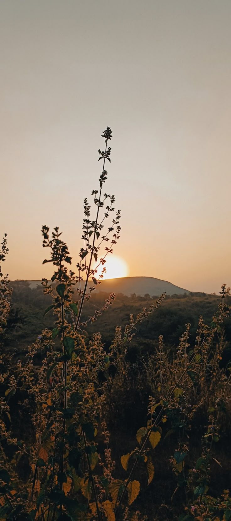 🔥 Free Download Nature Aesthetics Wallpaper by @ehoffman19 ...