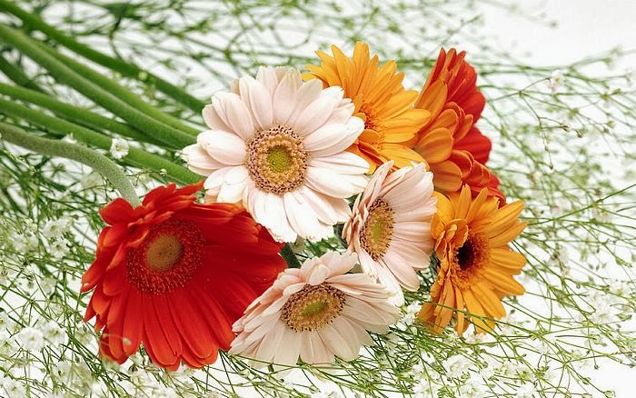 🔥 [50+] Very Nice Flowers Wallpapers | WallpaperSafari