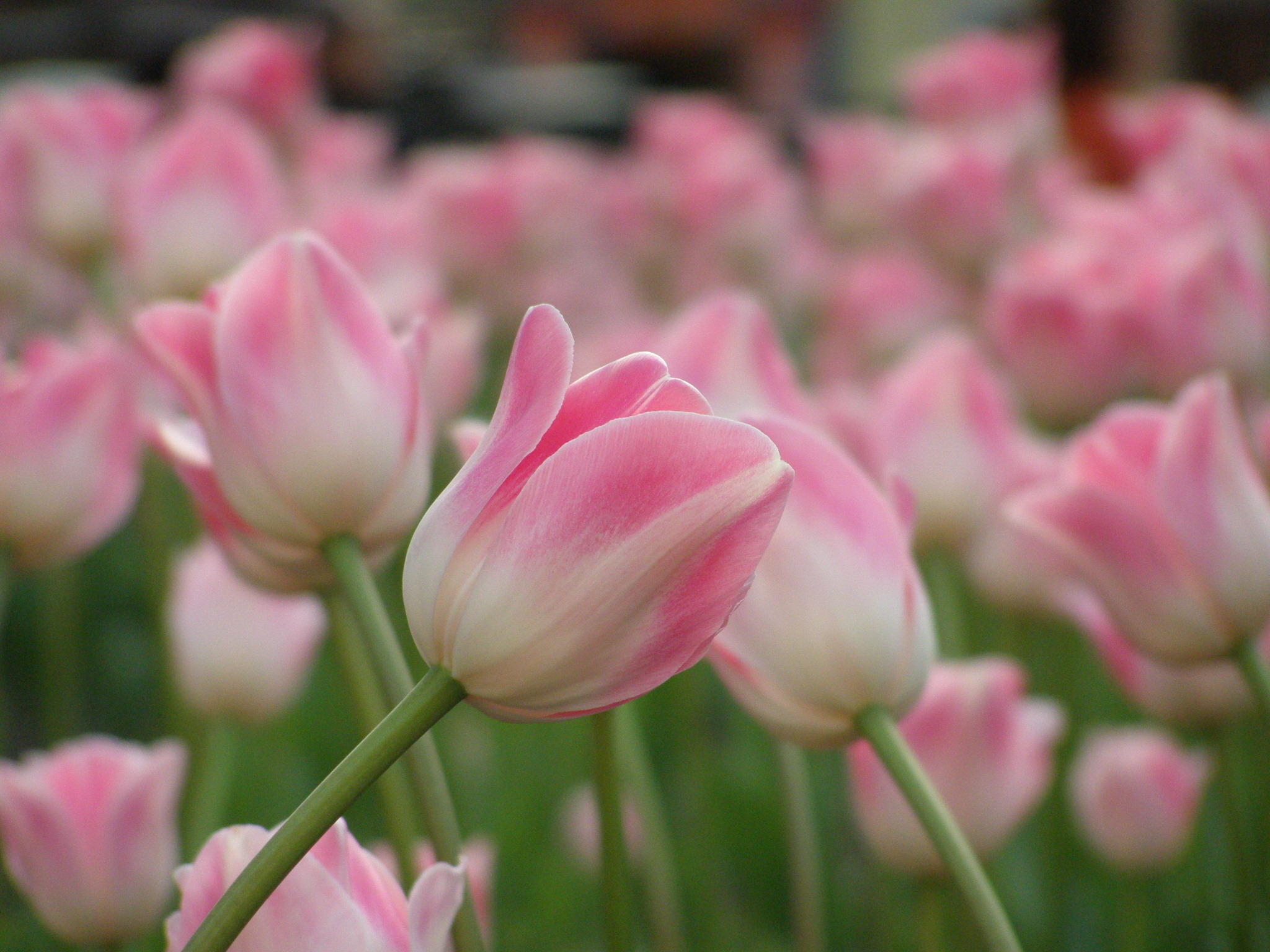 Free Download File Name High Resolution Wallpaper Of Tulip Desktop Free Download File Name High Resolution Wallpaper Of Tulip Desktop