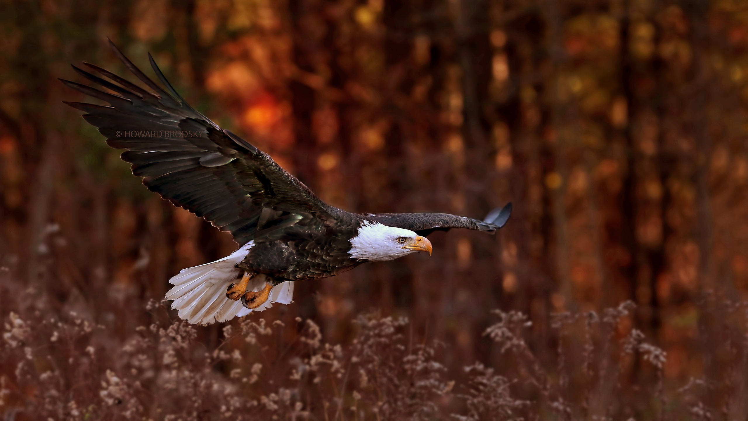 🔥 Free Download Bald Eagle Flight 1440p Resolution Hd 4k Wallpaper ...