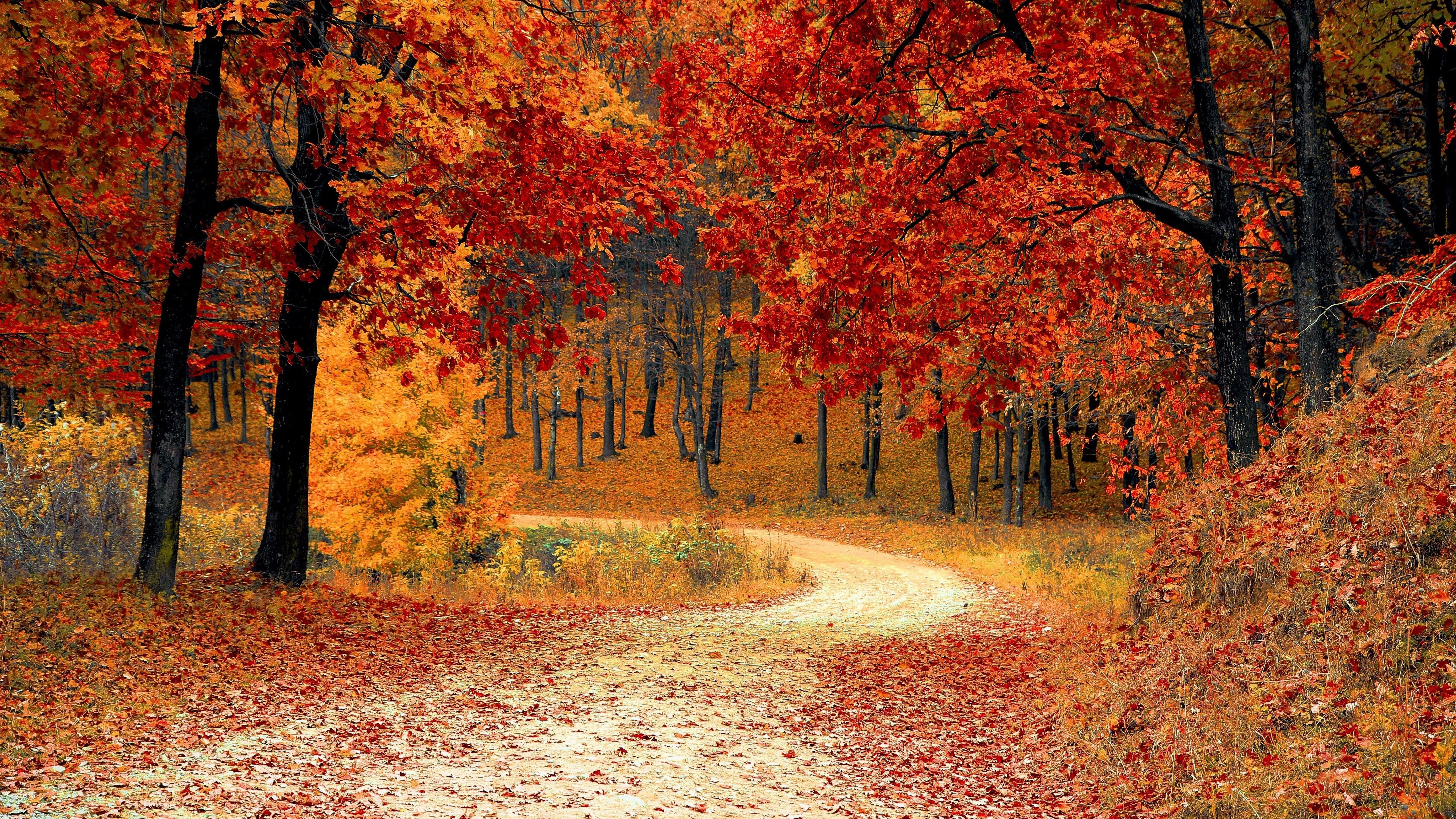🔥 Free Download Autumn Trees Forest 4k Wallpaper by @christinac35 ...