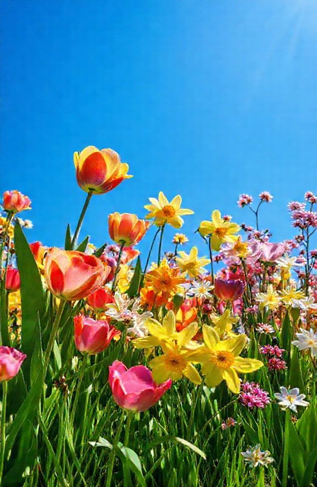 🔥 Free Download Spring Flowers Screensavers Wallpaper by @eanderson86 ...
