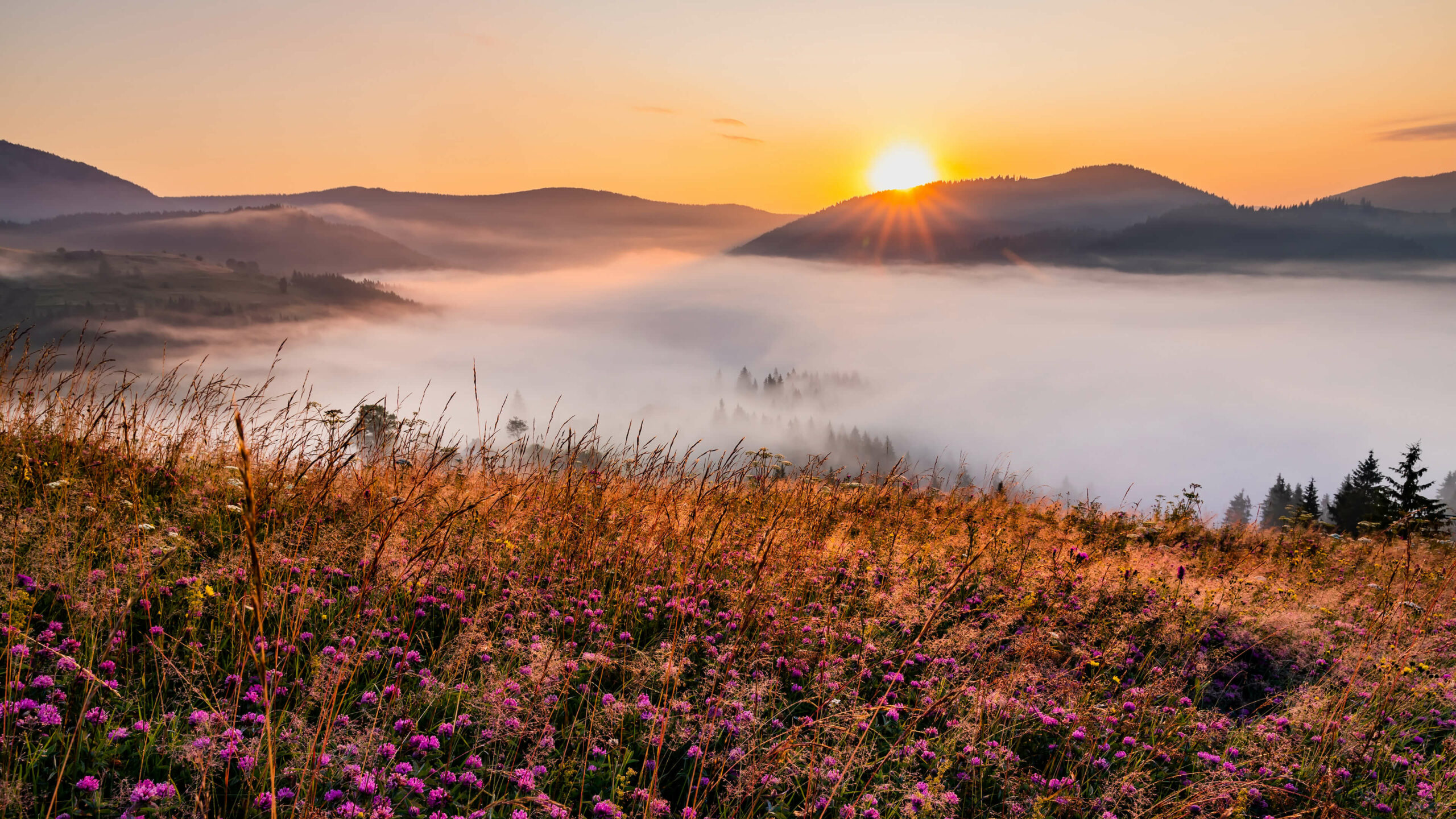 🔥 [50+] Microsoft Windows Wallpapers | WallpaperSafari