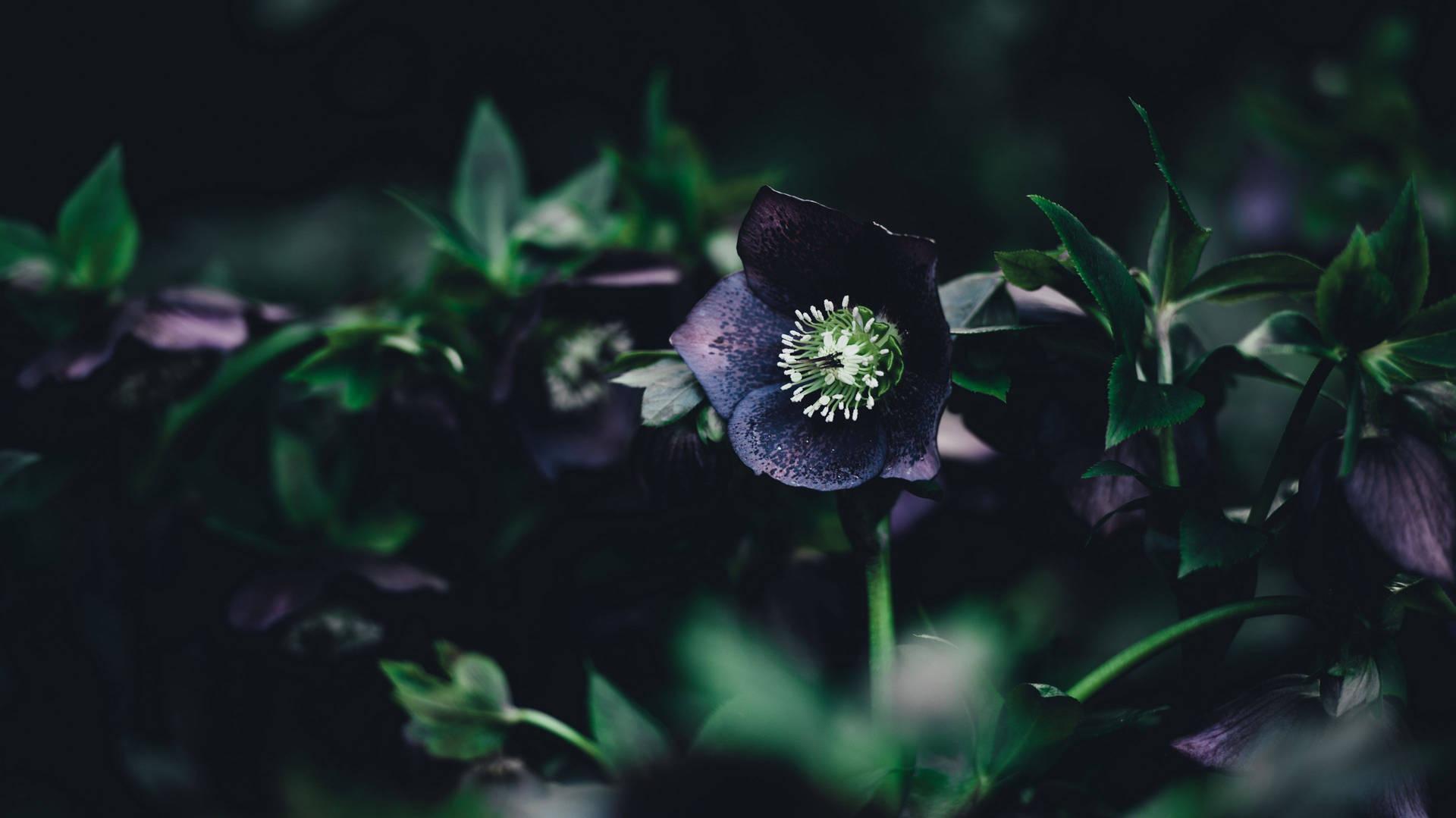 Free download Dark Hd Flowers Wallpapers [1920x1080] for your Desktop ...