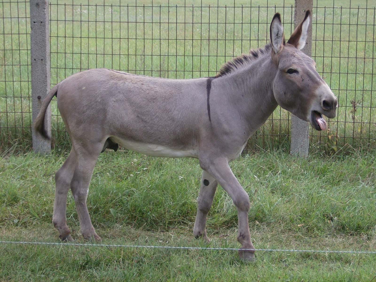 🔥 Free Download Donkey Wallpaper Animal Hq Picture by @tracyv ...