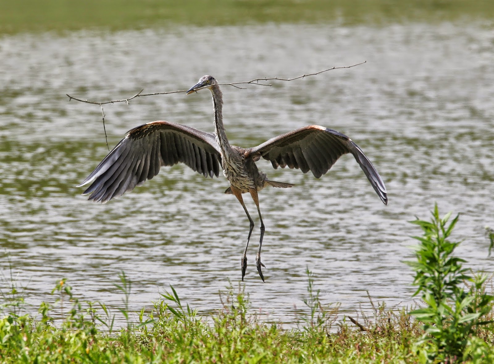 🔥 [50+] Great Blue Heron Wallpapers | WallpaperSafari