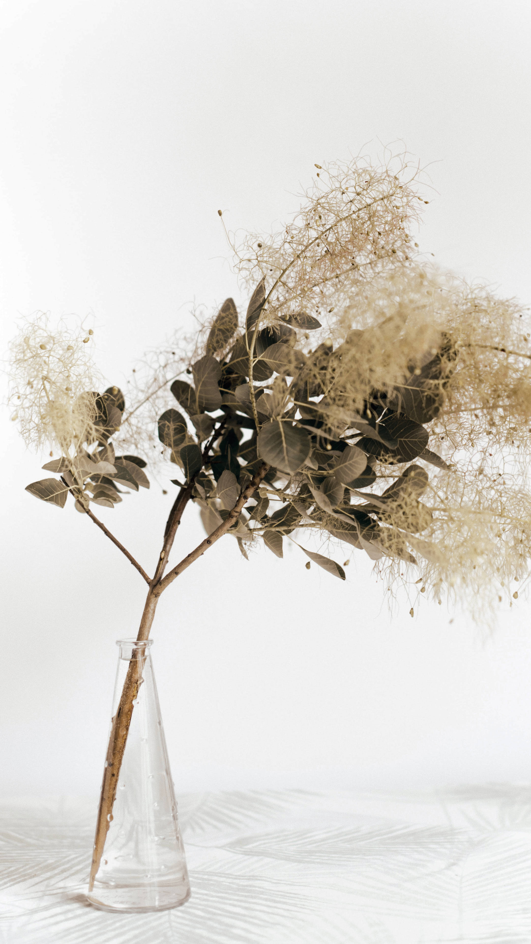 🔥 Free Download Minimalist Plant Wallpaper by @melindataylor ...