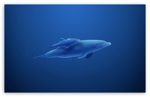 🔥 Free Download Blue Dolphins Hd Desktop Wallpaper Widescreen High ...