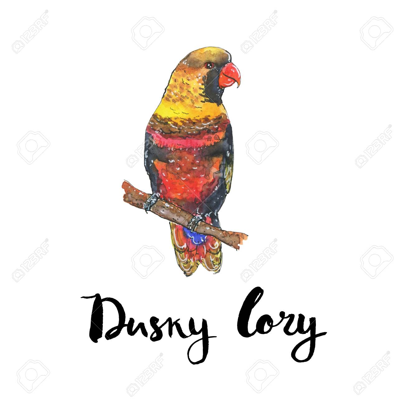 🔥 [43+] Lory Background | WallpaperSafari