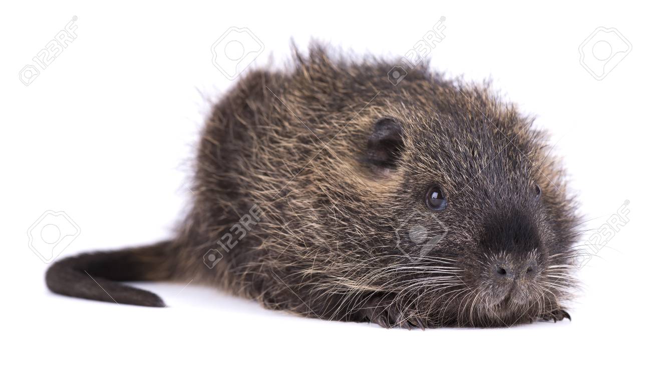 [38+] Nutria Backgrounds | WallpaperSafari