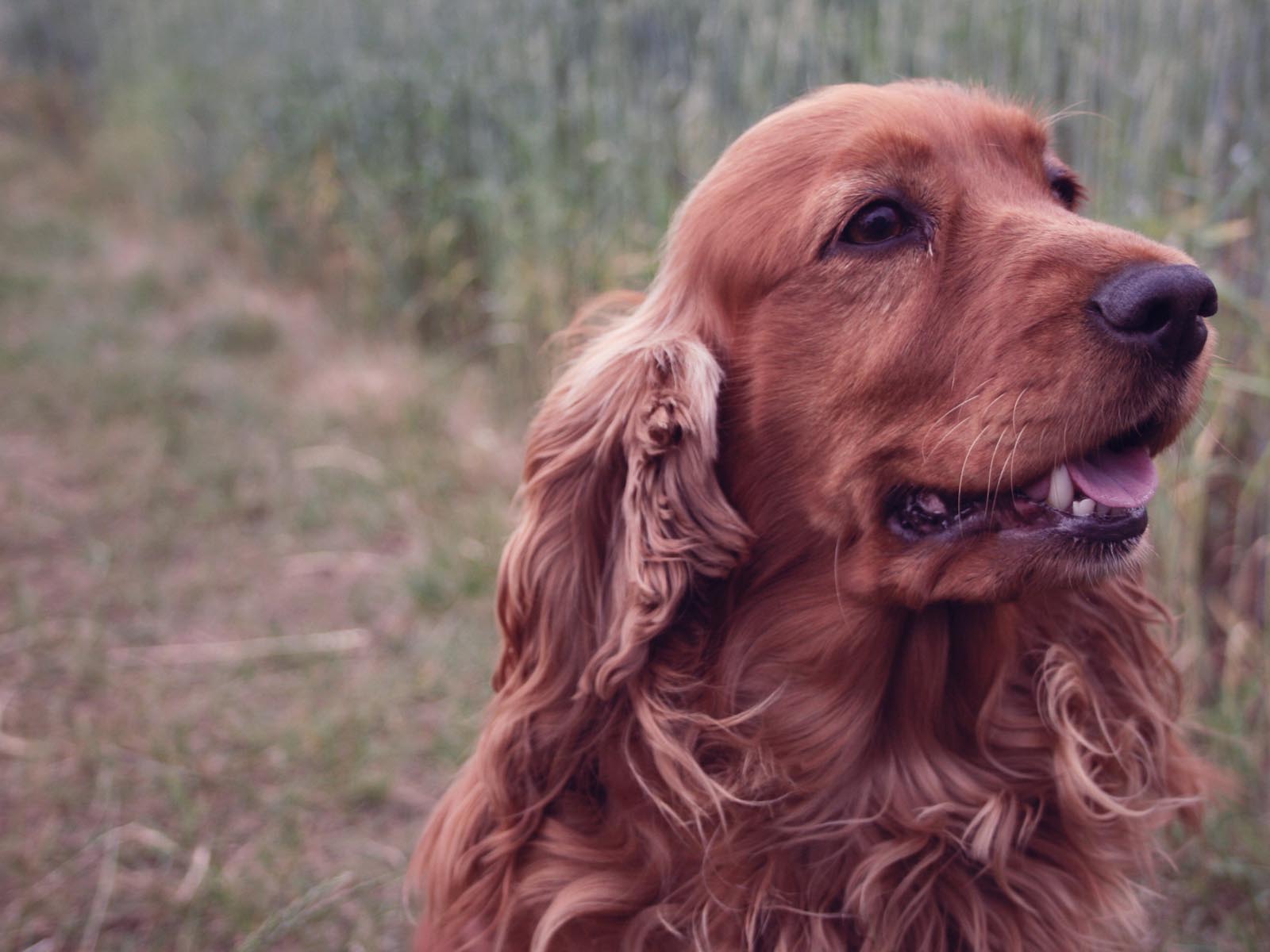 🔥 [77+] Cocker Spaniel Wallpapers | WallpaperSafari