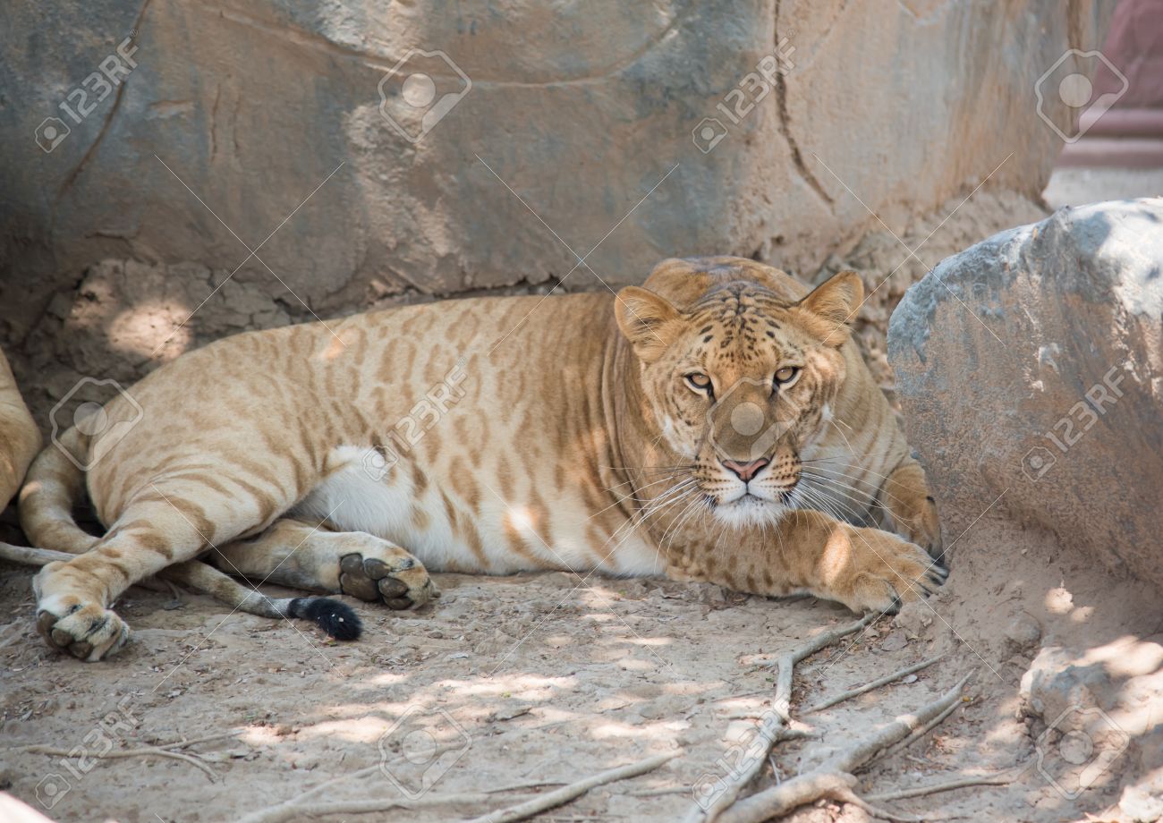 Free download Myrtle Beach Safari Liger Wallpaper Backgrounds ...