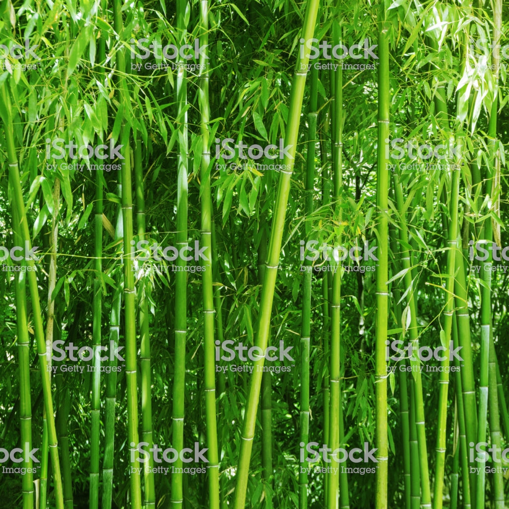 [32+] Grove Backgrounds | WallpaperSafari