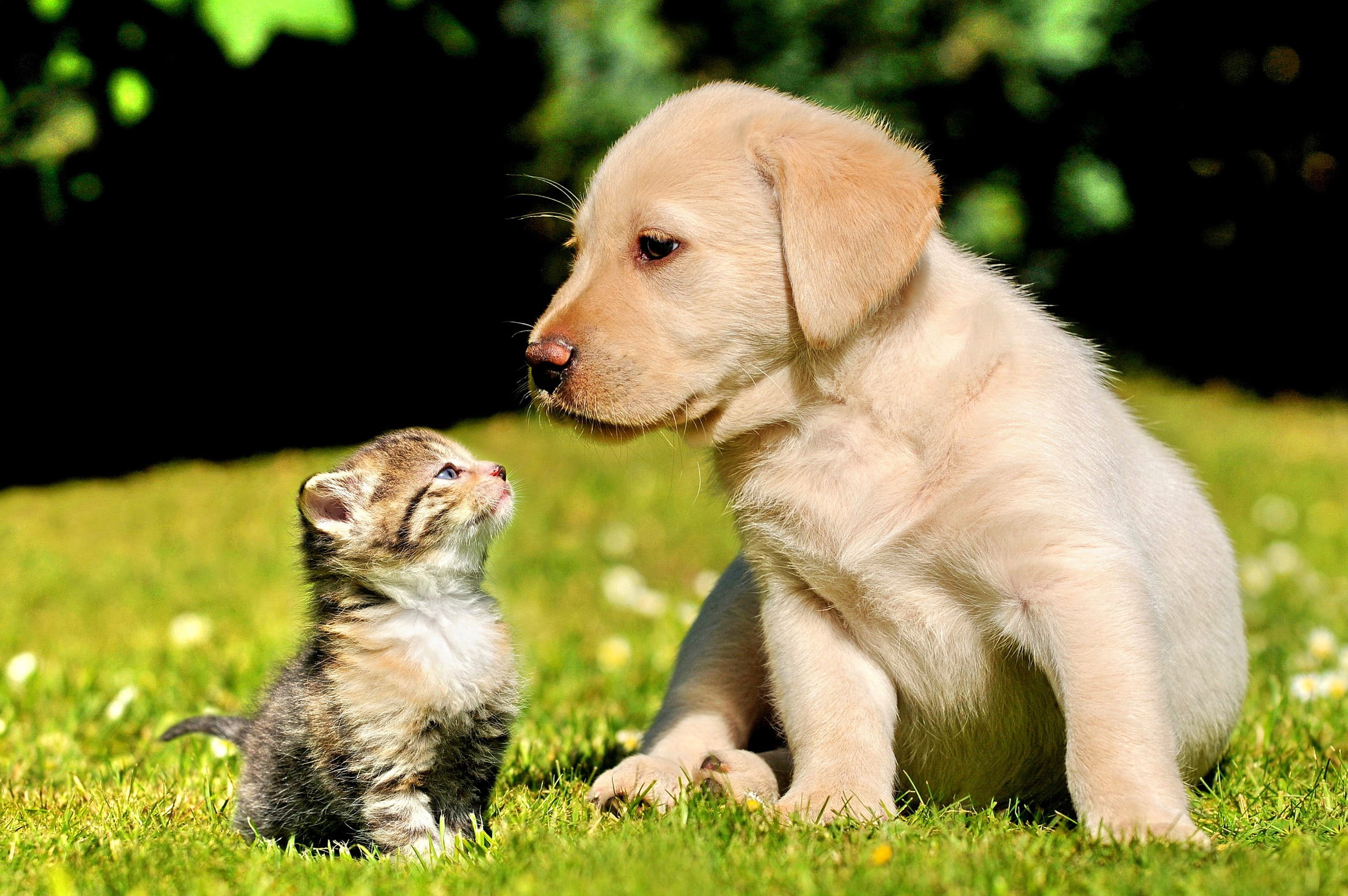 🔥 Free Download Cute Animal Wallpaper For Desktop by @bharris ...