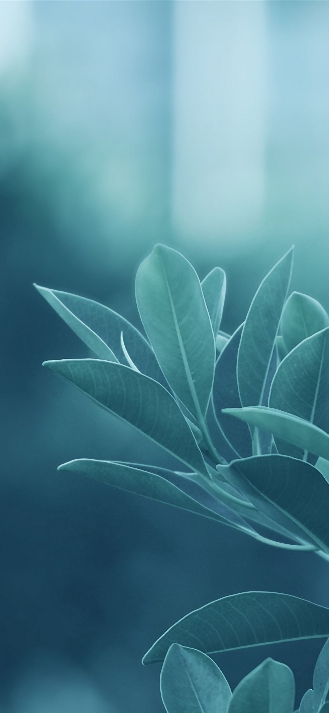 🔥 Free Download Green Leaves Iphone Wallpaper by @ckane | WallpaperSafari