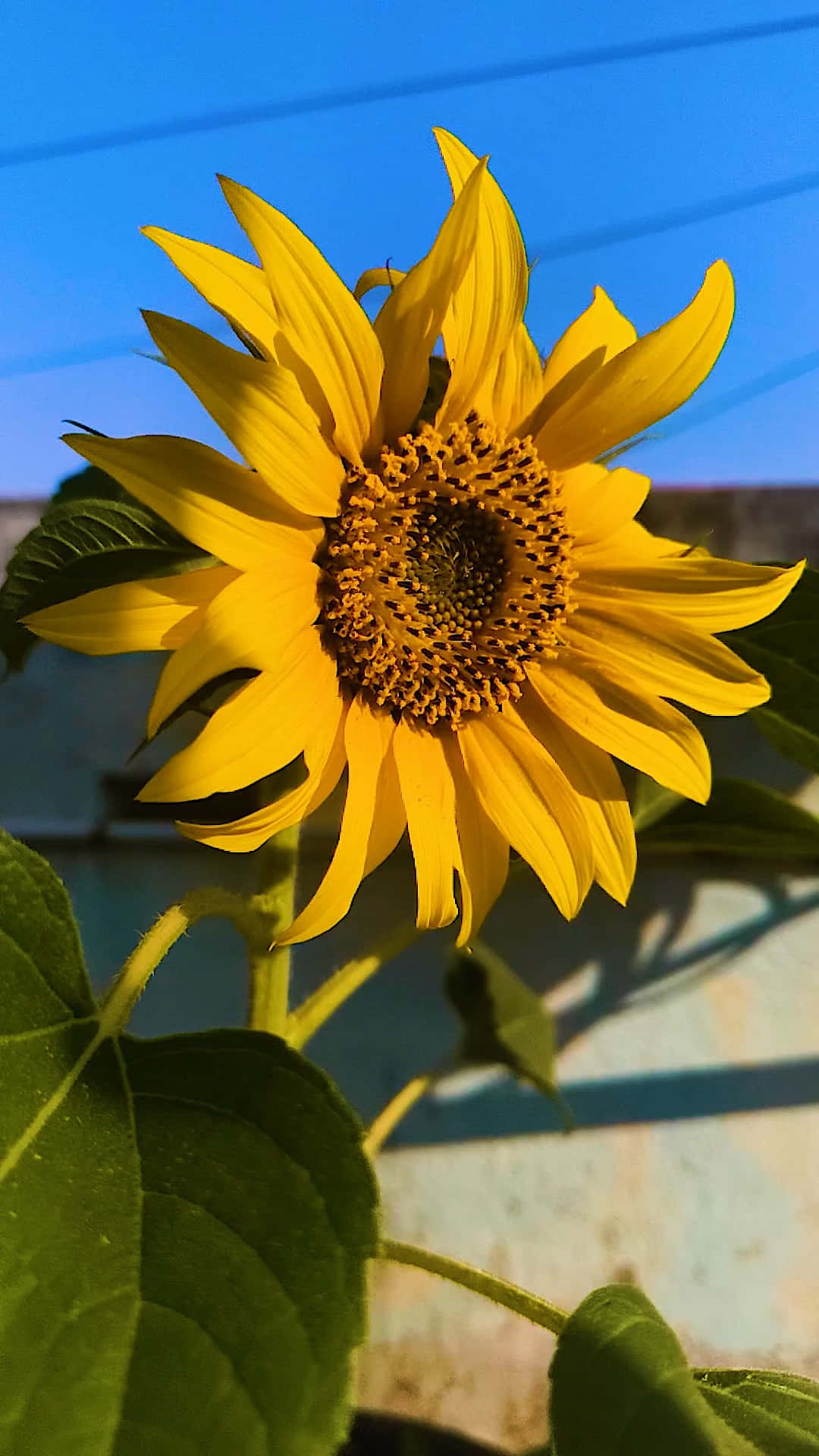 🔥 [60+] Sunflower Aesthetic Wallpapers | WallpaperSafari