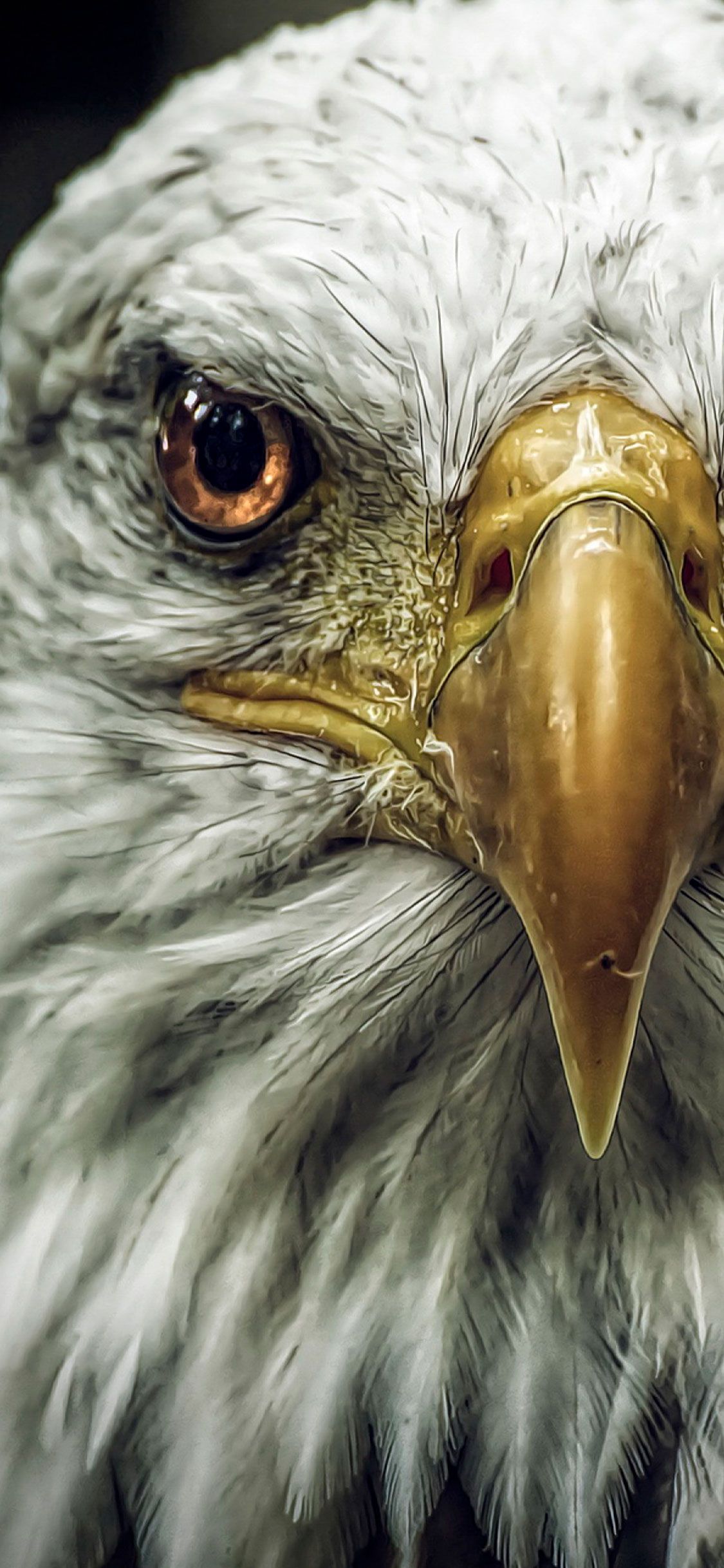 🔥 Free Download Eagle Wallpaper For Wildlife Lovers by @rdaniels46 | WallpaperSafari