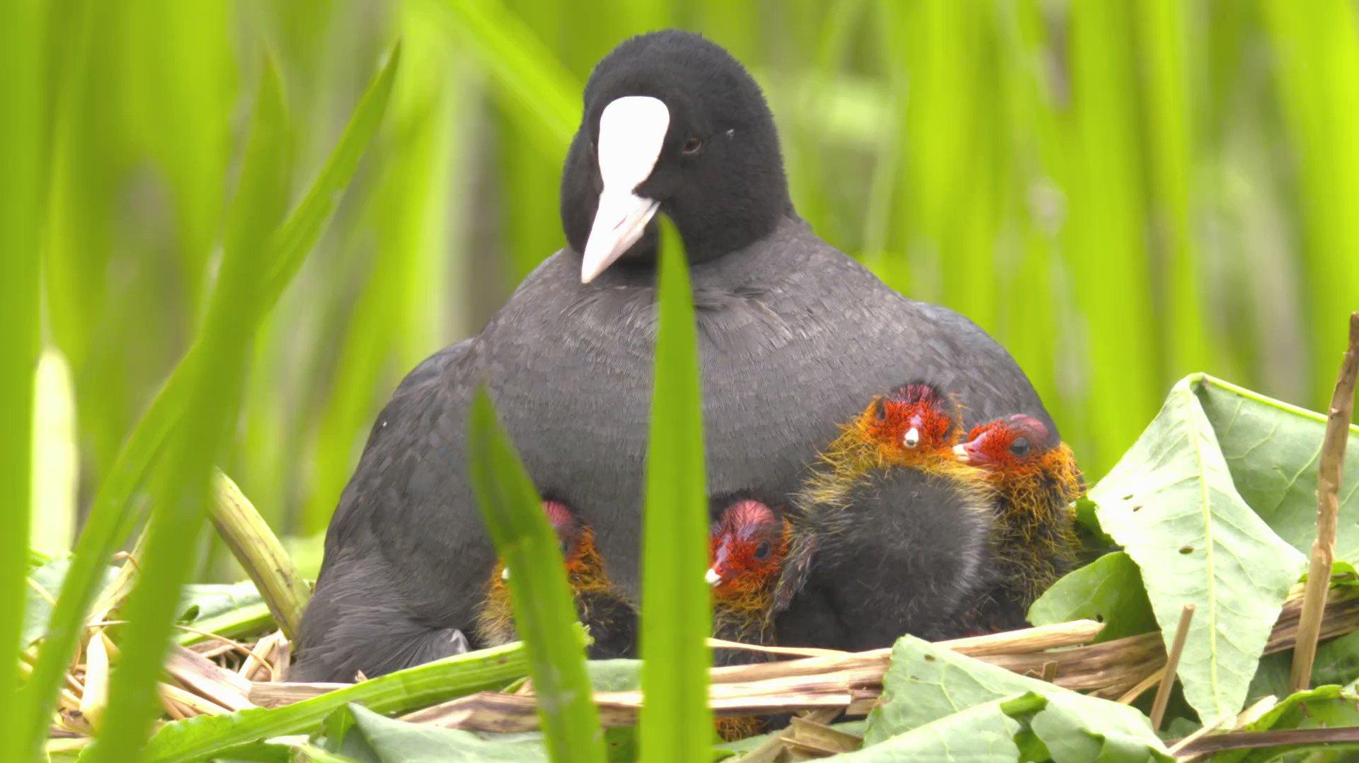 🔥 [44+] Coot Wallpapers | WallpaperSafari