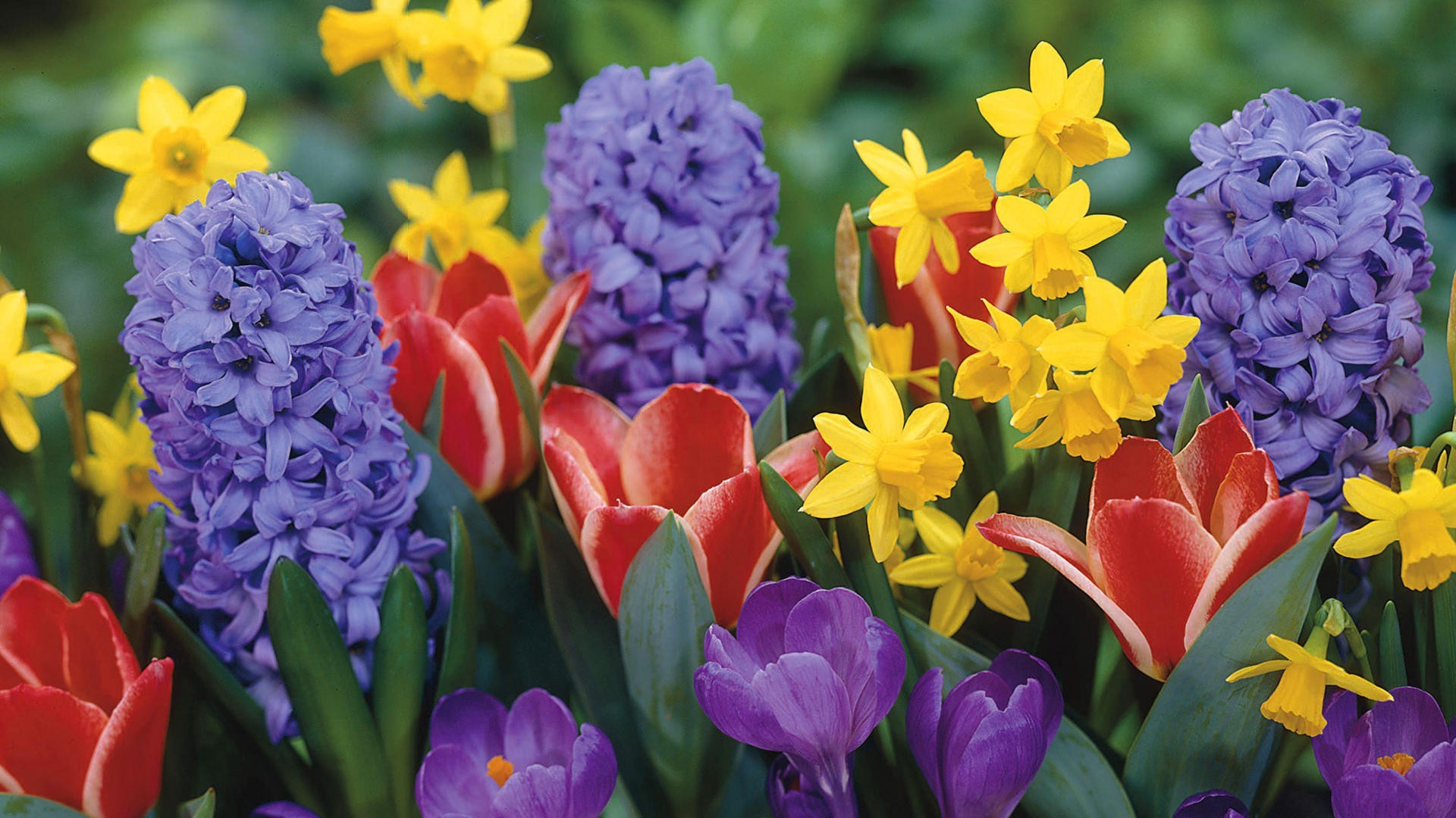  49 Spring Flowers Wallpaper Desktop Background On WallpaperSafari