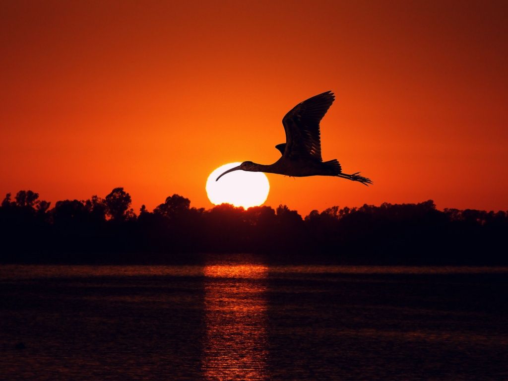 🔥 Free download sunset pictures in HD Free Download Birds Flying At ...
