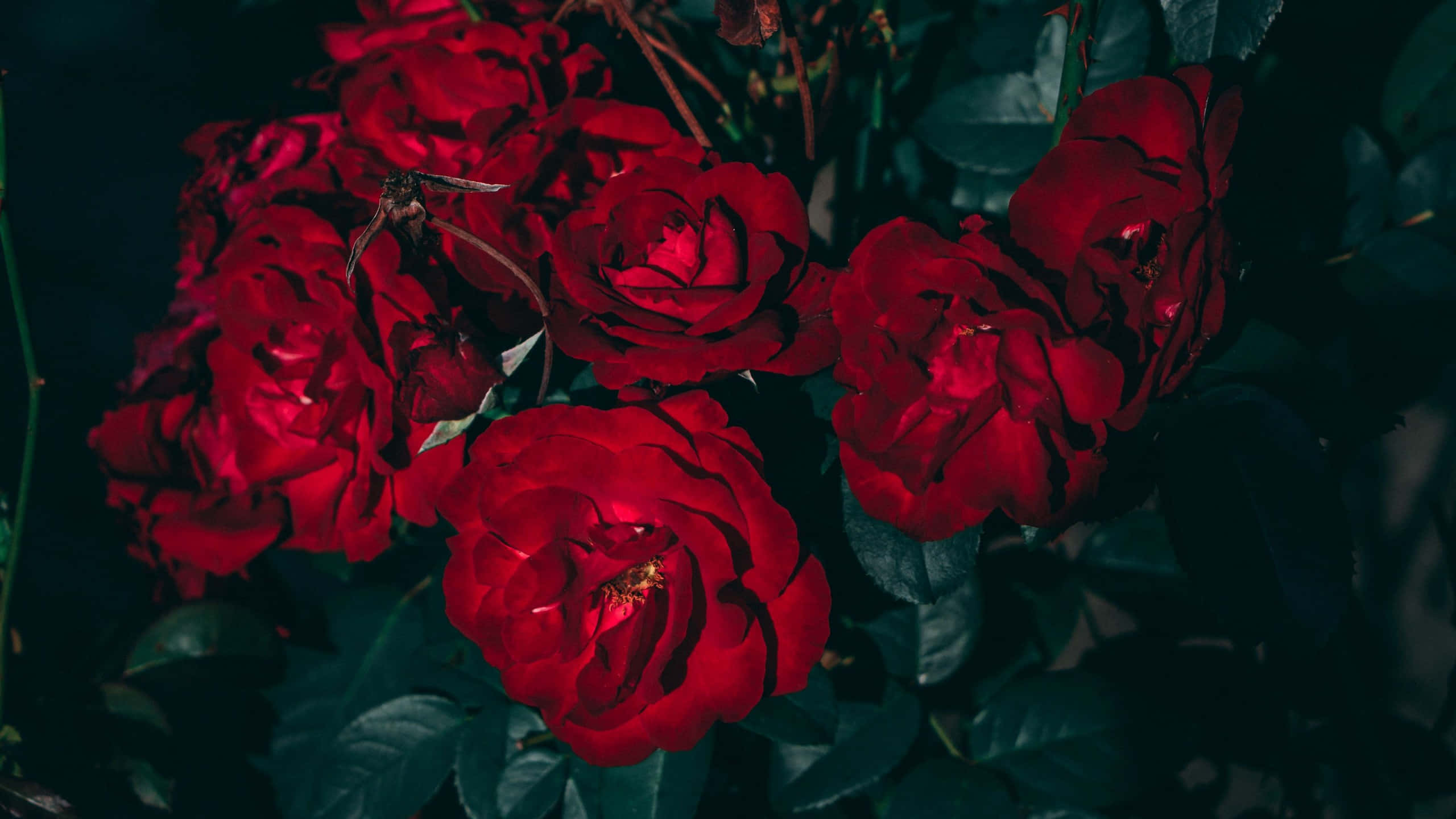 🔥 [50+] Red Flower Aesthetic Wallpapers | WallpaperSafari