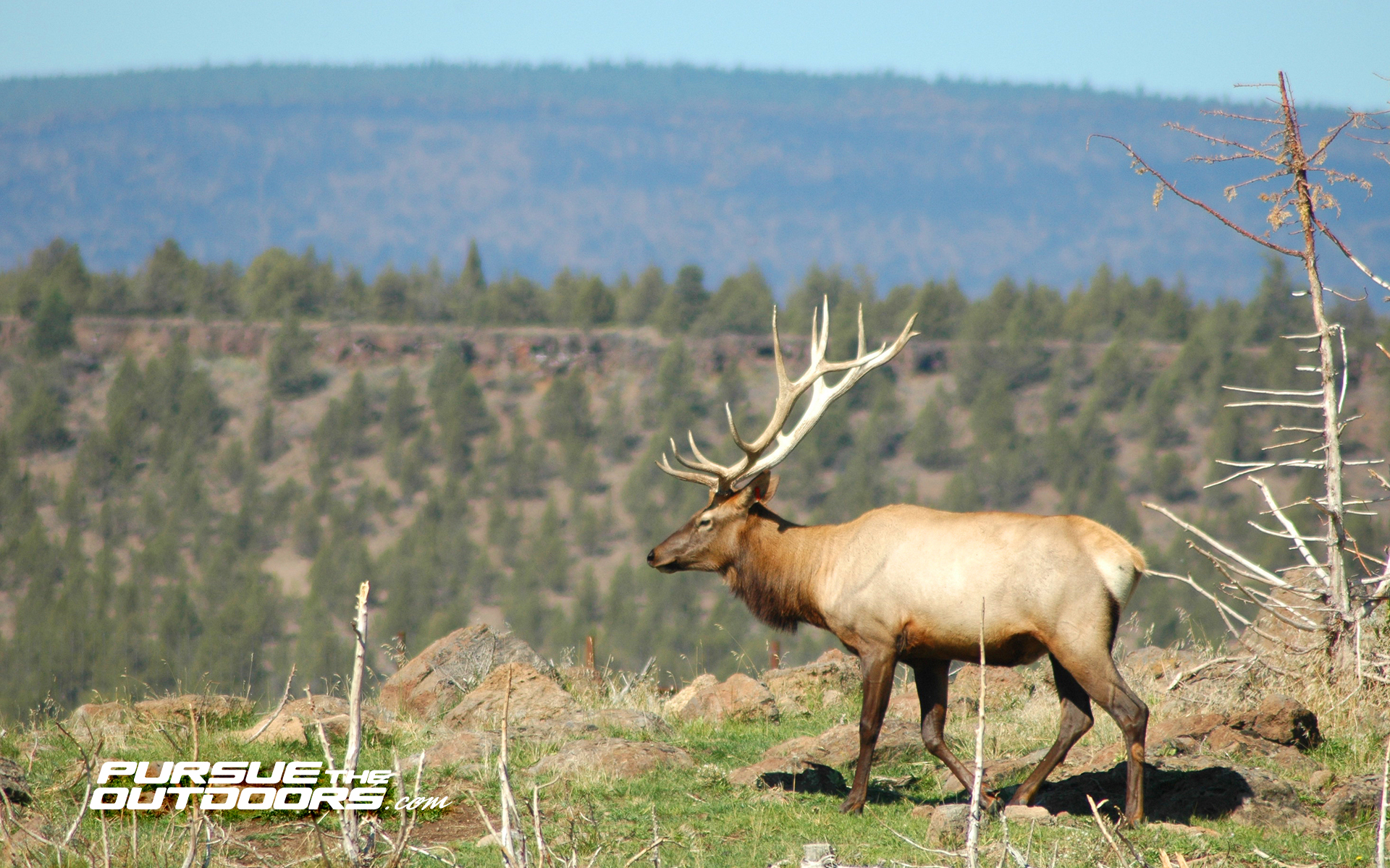 🔥 [50+] Musky Desktop Wallpapers | WallpaperSafari
