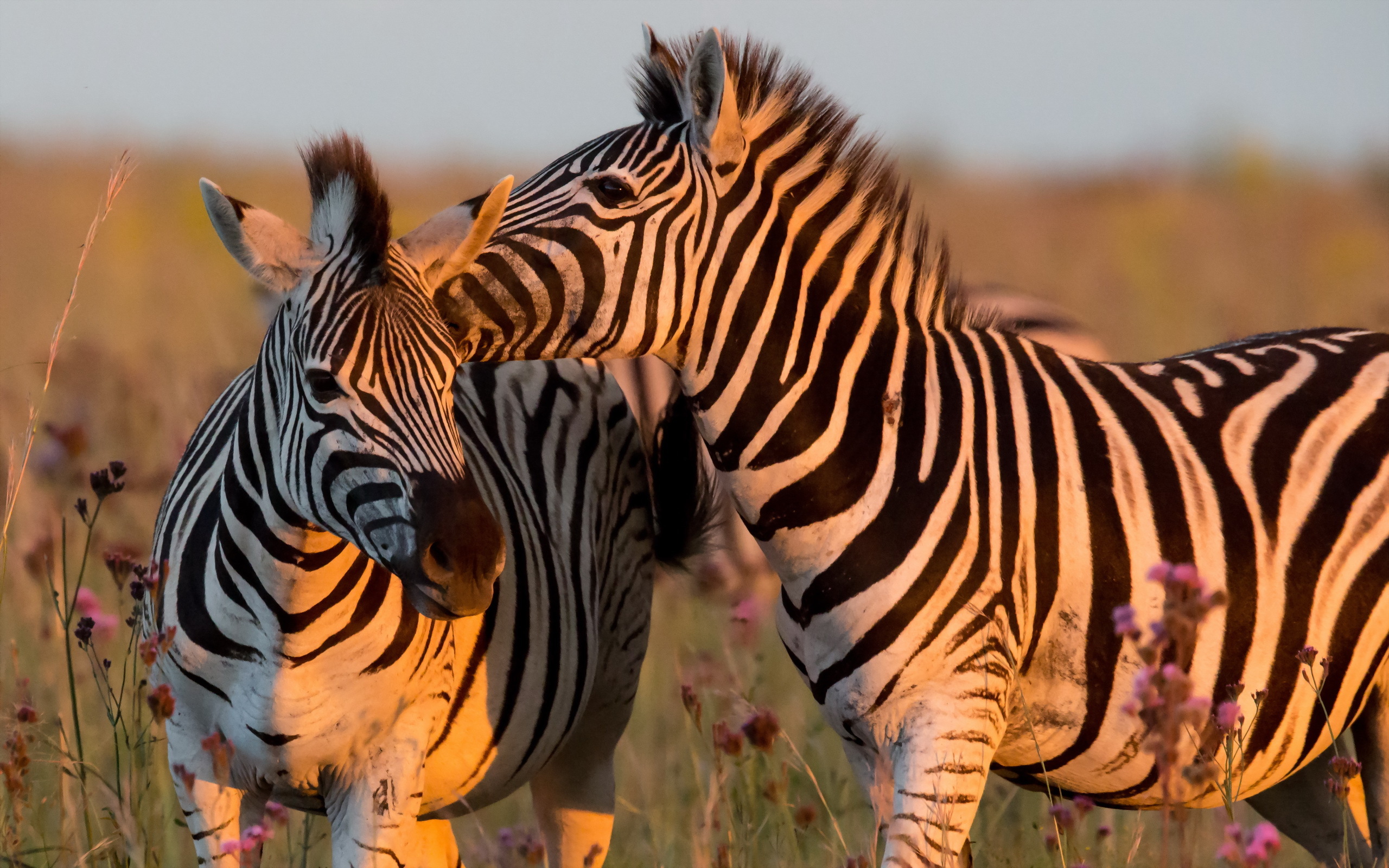 Zebra Desktop Wallpaper For Mac Daswholesale