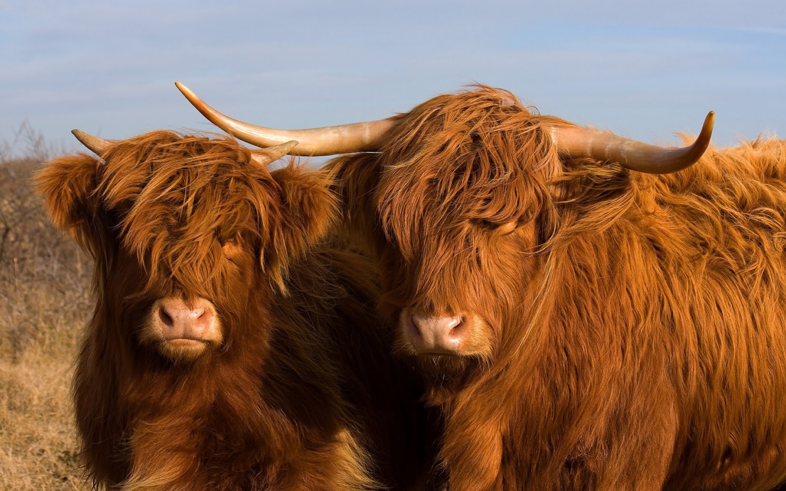 🔥 [80+] Buffalo Wallpapers | WallpaperSafari