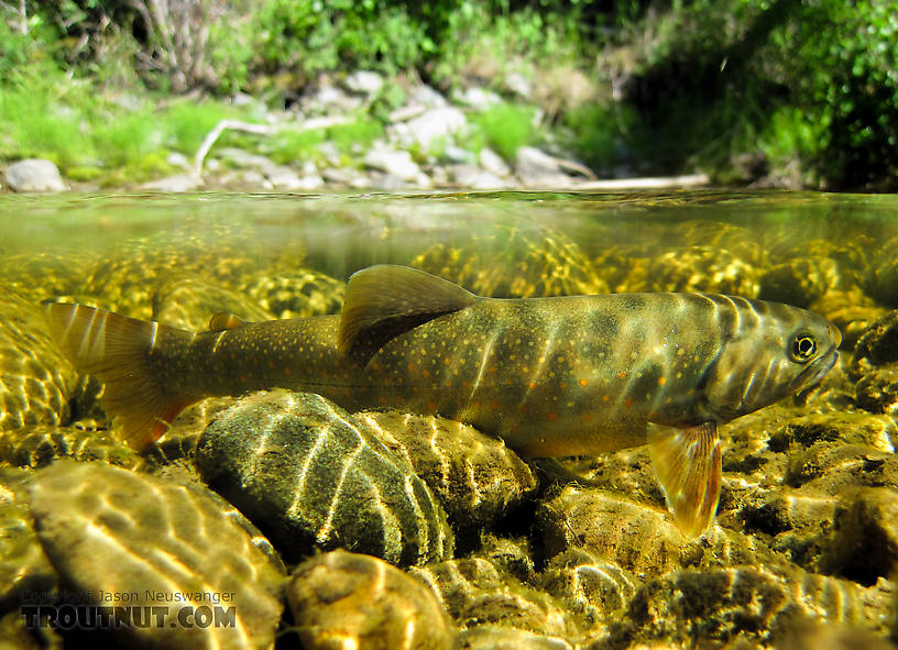 🔥 Download Trout Stream Wallpaper Upstate New York by @jamesm22 | Trout ...